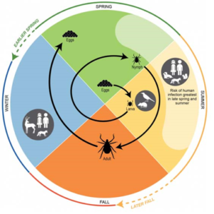 Ticks | Ticks | Ticks | Colebrook Land Conservancy